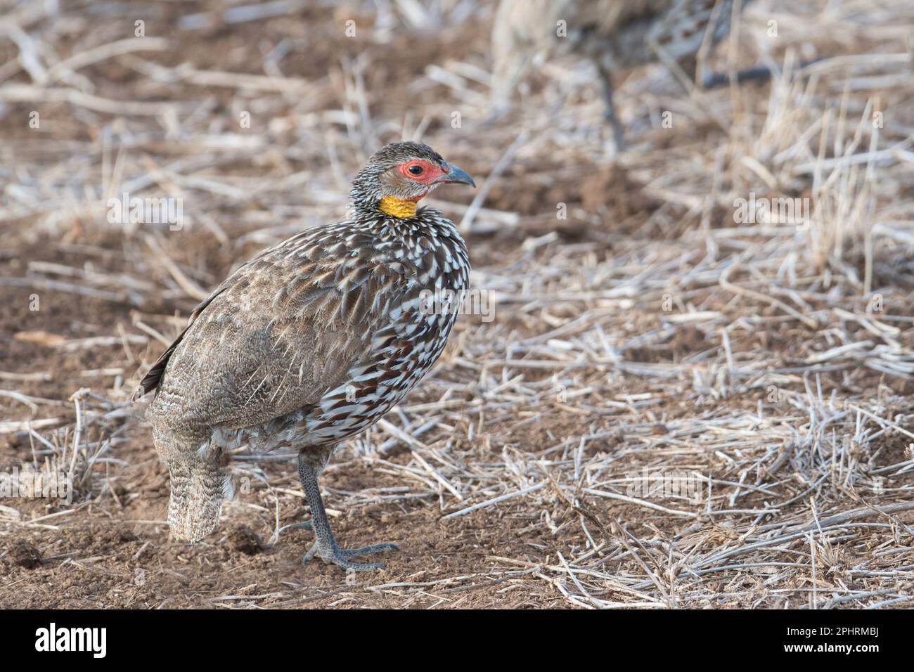 Yellow-necked spurfowl (Pternistis leucoscepus) foraging in dry ...