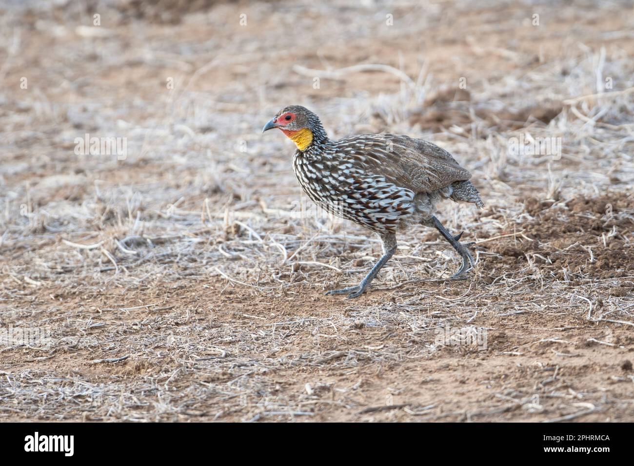 Yellow-necked spurfowl (Pternistis leucoscepus) foraging in dry ...
