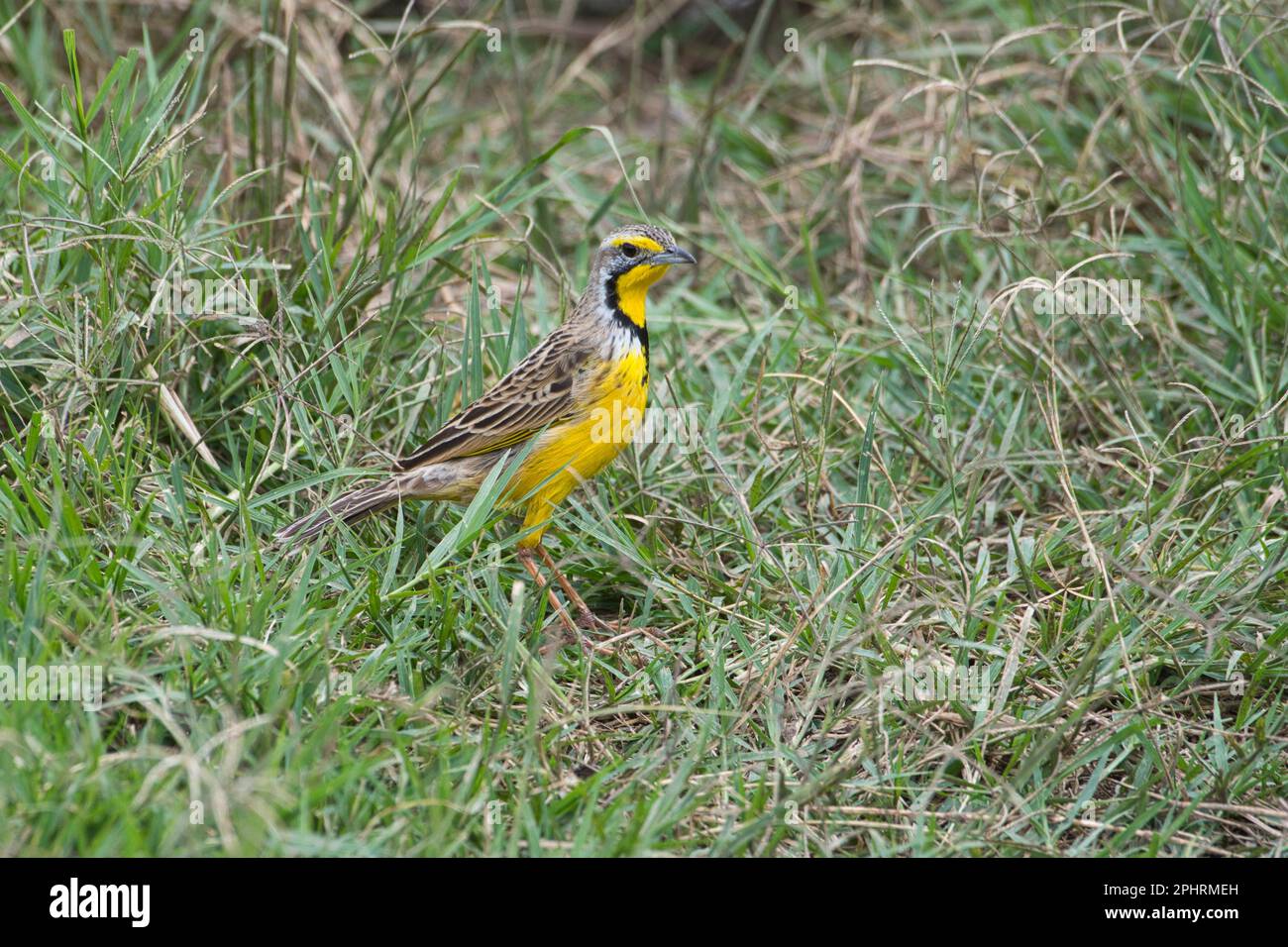 Yellow-throated longclaw (Macronyx croceus) foraging on the ground ...