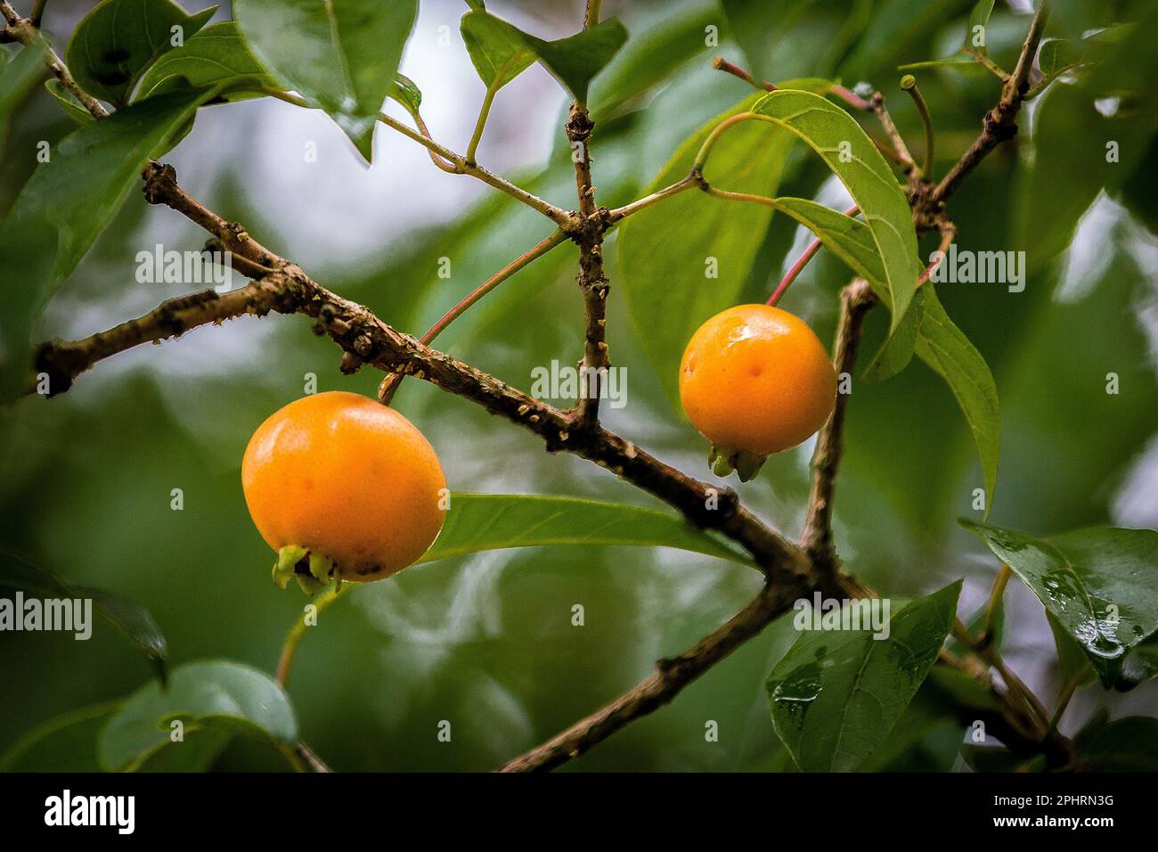Fruit known as Gabiroba, guabiroba, guabirova, guavirova, gavirova ...