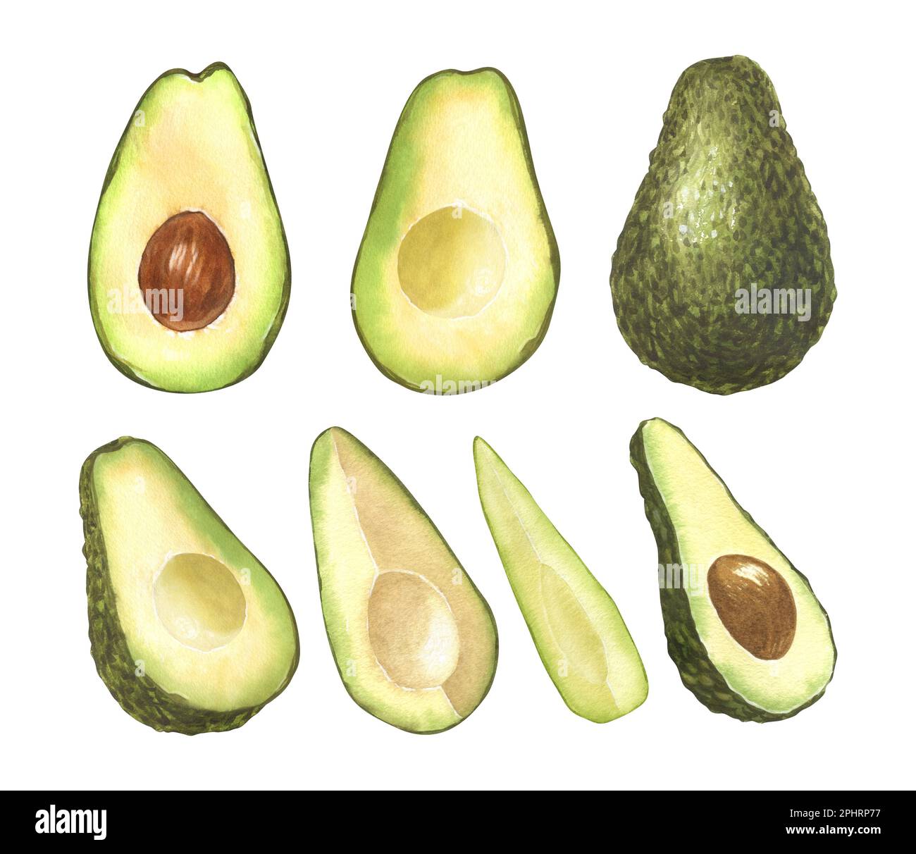 Watercolor set of fresh whole and sliced avocado. Hand-drawn ...