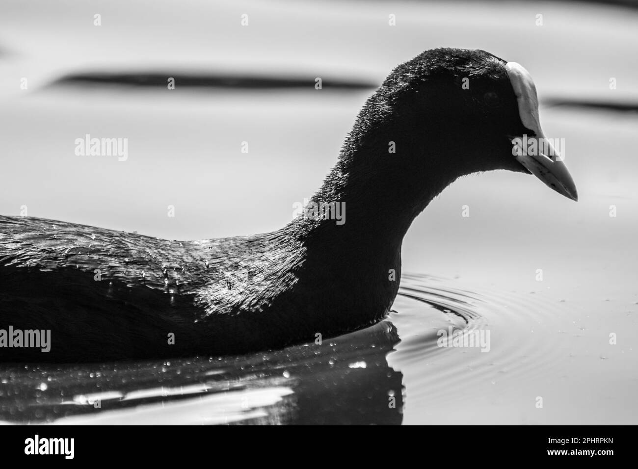 Teal swimming Black and White Stock Photos & Images - Alamy