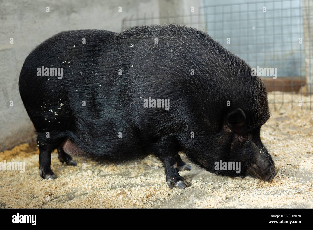 Pig feed from floor in pigsty Stock Photo - Alamy