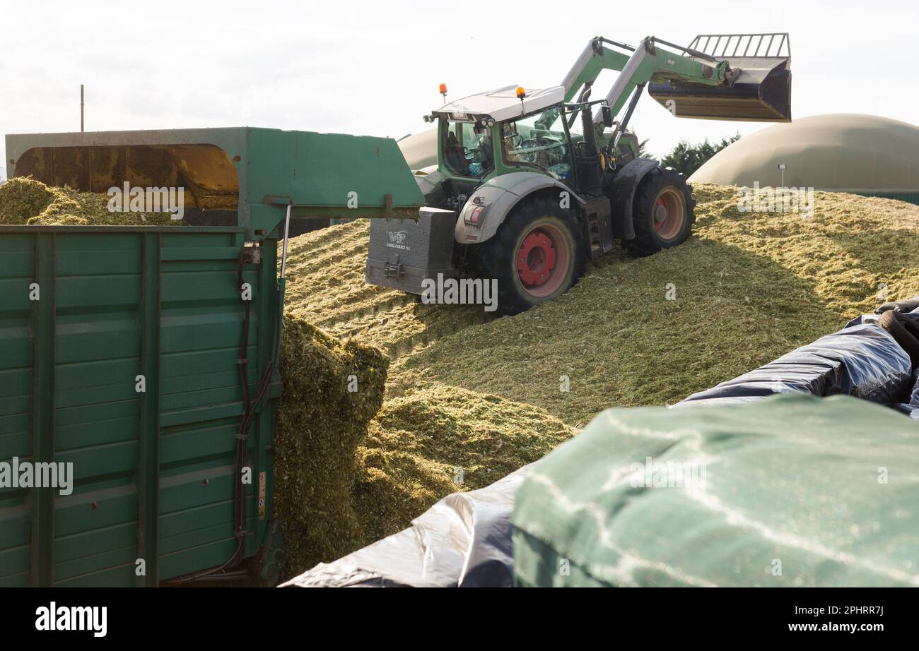 Tractor excavator forming pile of chopped fodder corn Stock Photo - Alamy