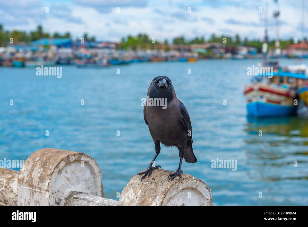 Raven sitting on a stone at Negombo port Stock Photo - Alamy