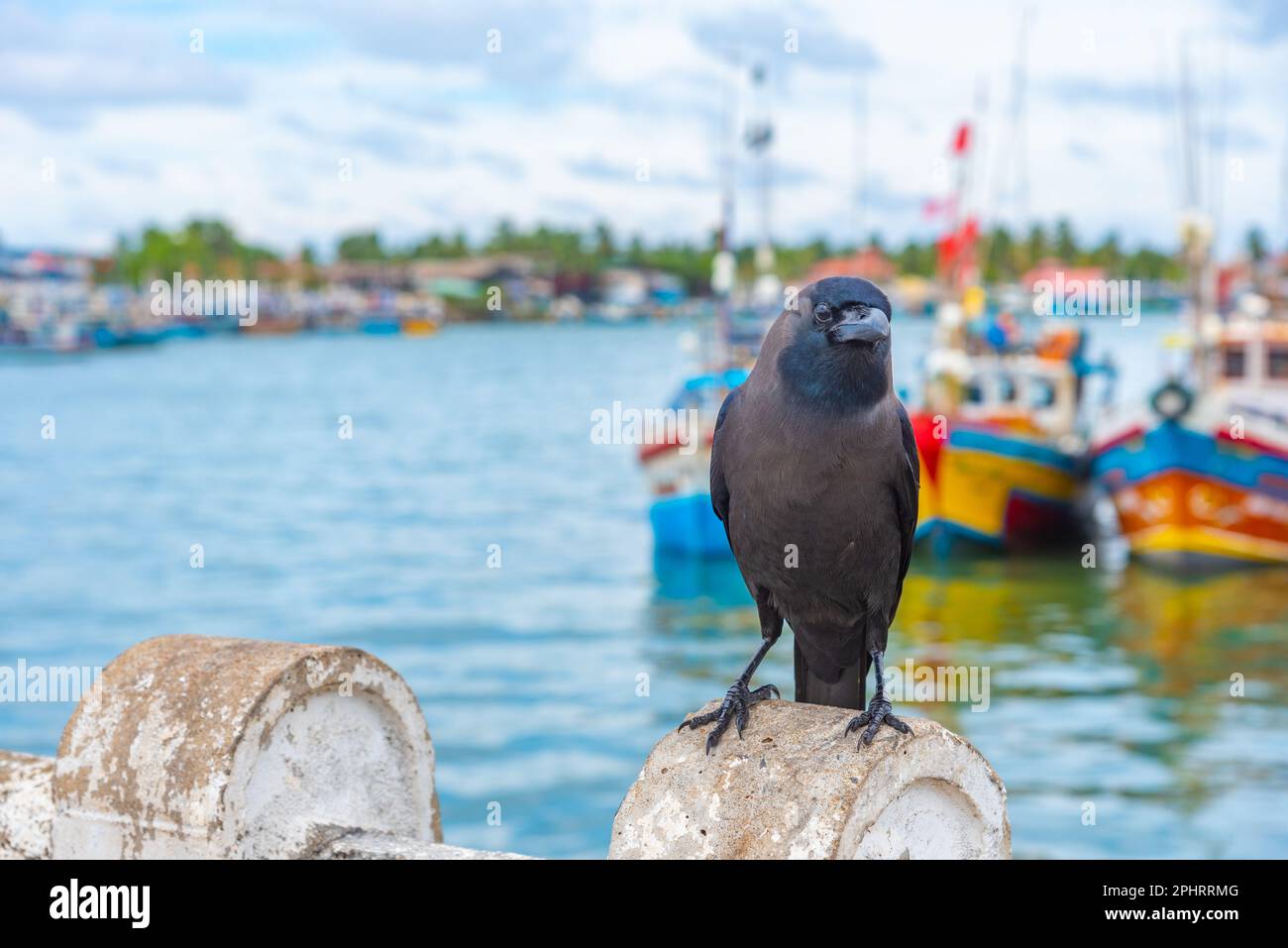 Raven sitting on a stone at Negombo port Stock Photo - Alamy
