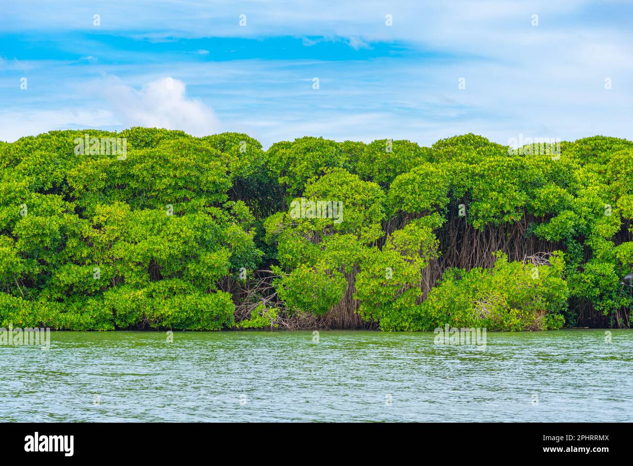 Mangrove forest at Negombo lake in Sri Lanka Stock Photo - Alamy