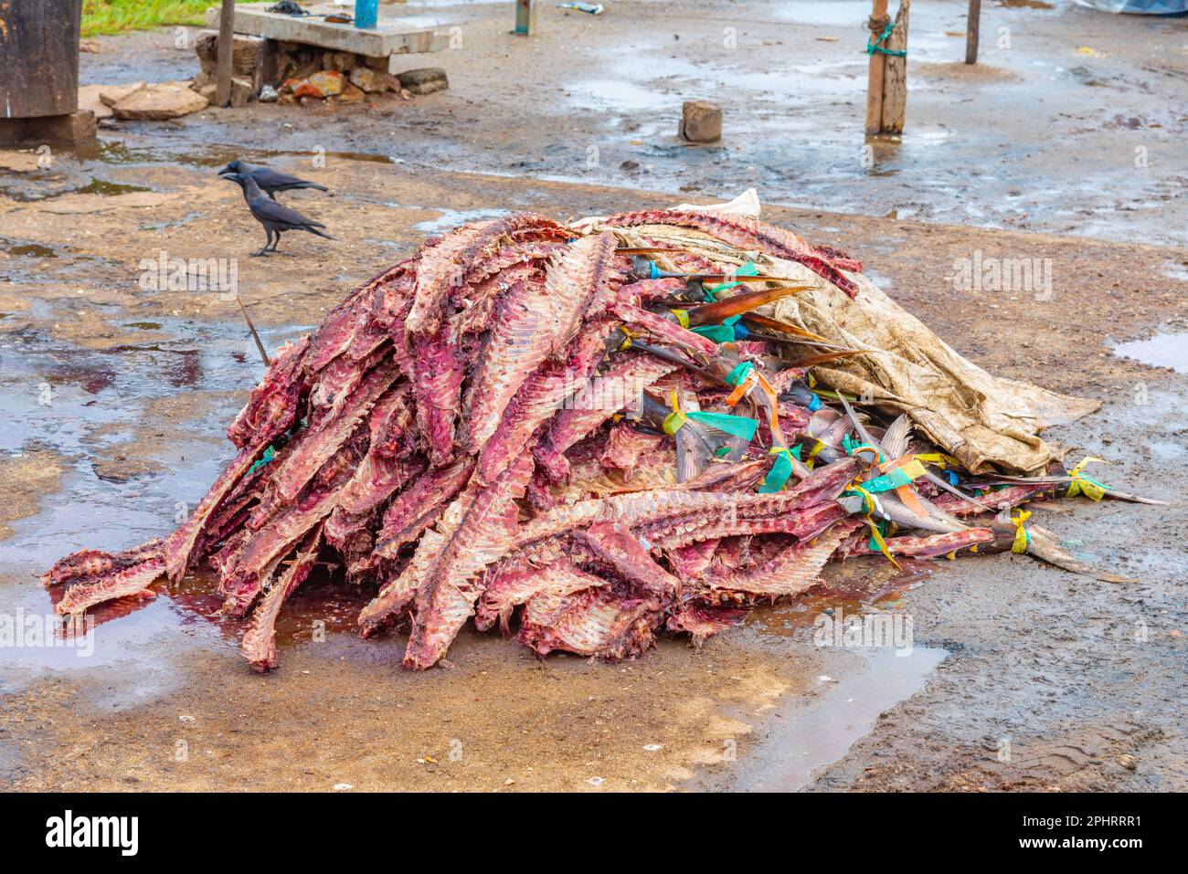Fish offals in a trash bin in Negombo, Sri Lanka Stock Photo - Alamy