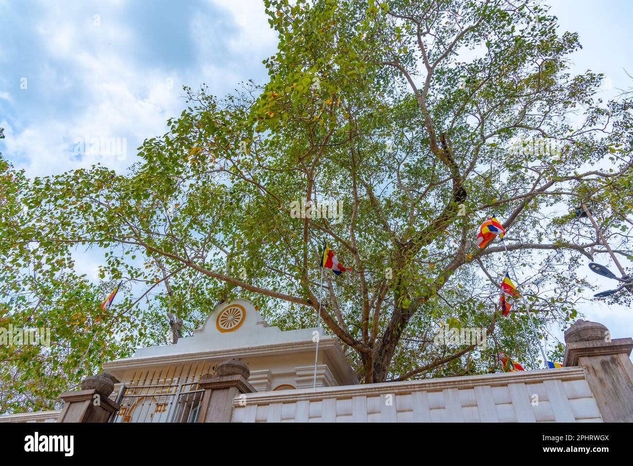 Sri Maha Bodhi tree at Anuradhapura - the world's oldest documented ...