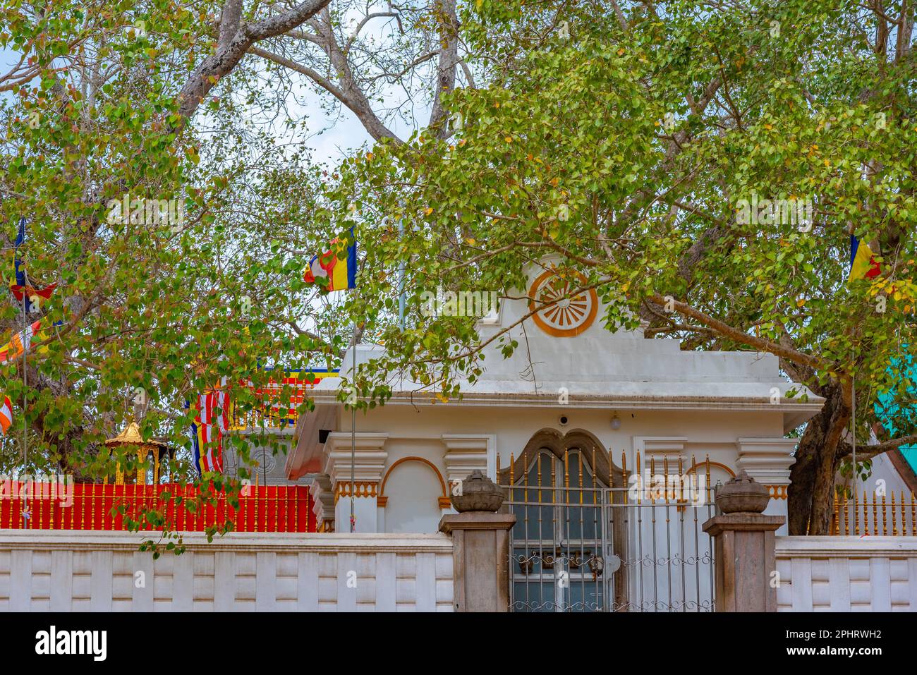 Sri Maha Bodhi tree at Anuradhapura - the world's oldest documented ...