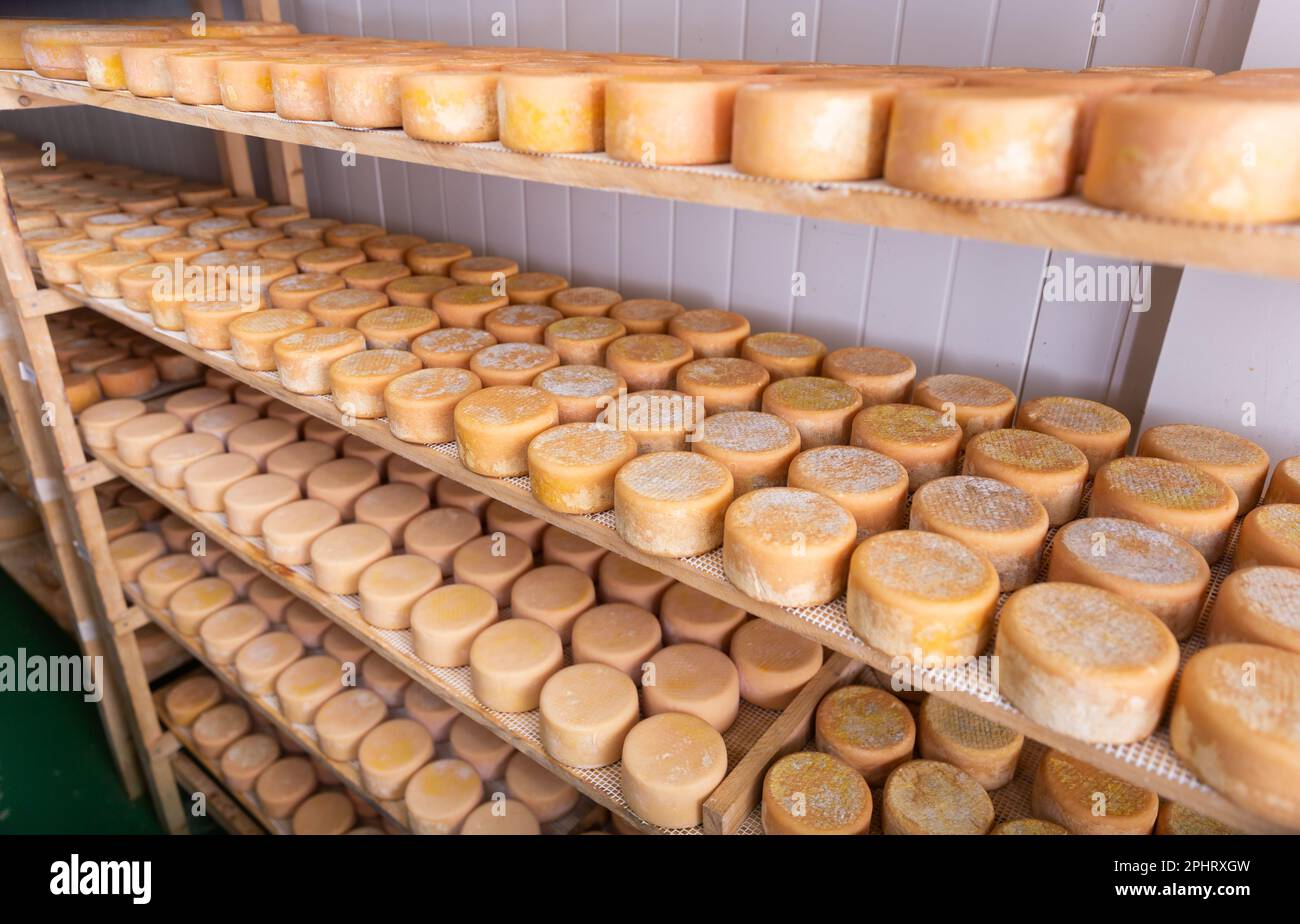 Wheels of sheep cheese on shelves in ripening room of cheese dairy ...