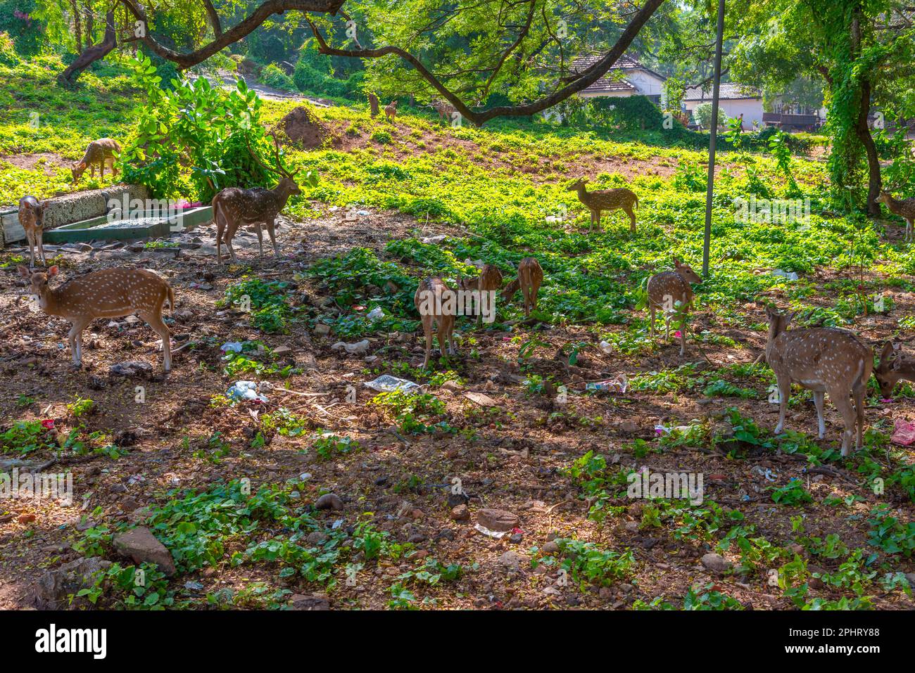 Deers at Fort Frederick in trincomalee, Sri Lanka Stock Photo - Alamy