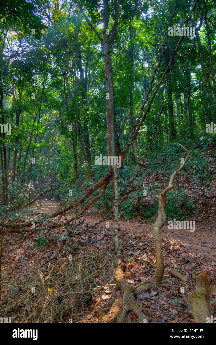 Royal forest park udawattakele hi-res stock photography and images - Alamy