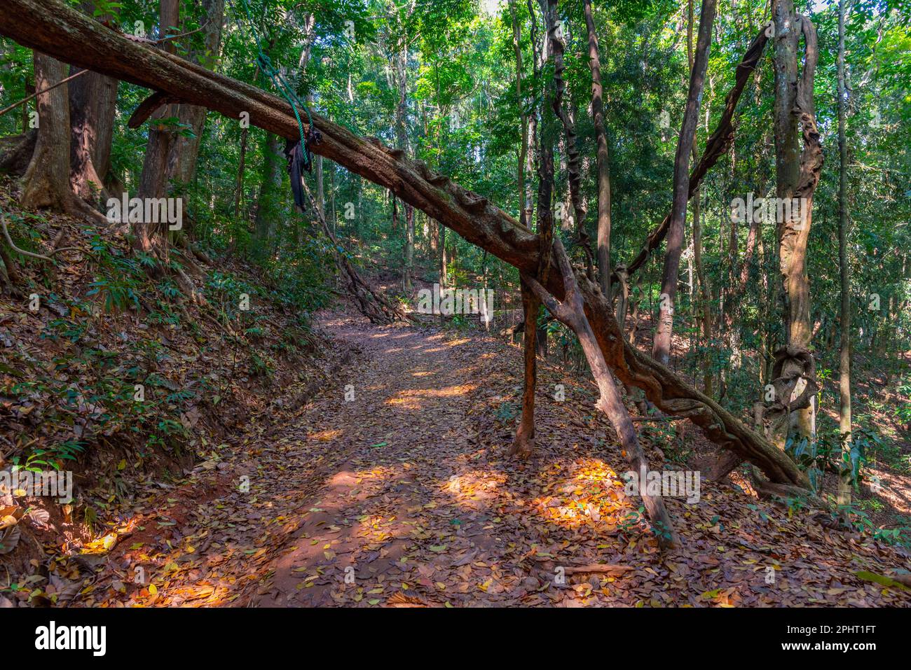 Royal forest park udawattakele hi-res stock photography and images - Alamy