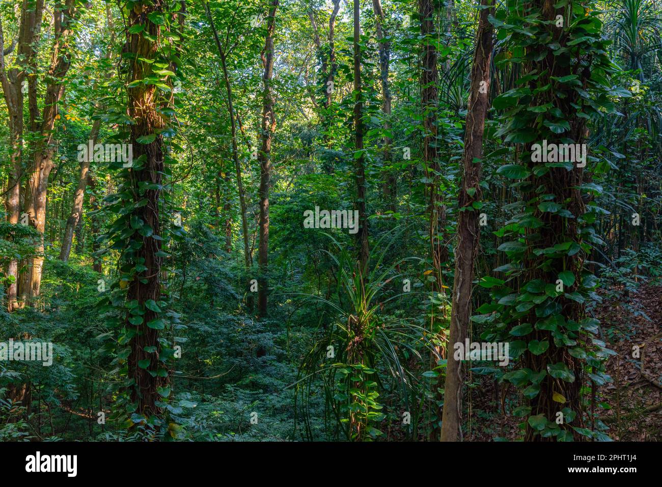 Udawattakele sri lanka hi-res stock photography and images - Alamy