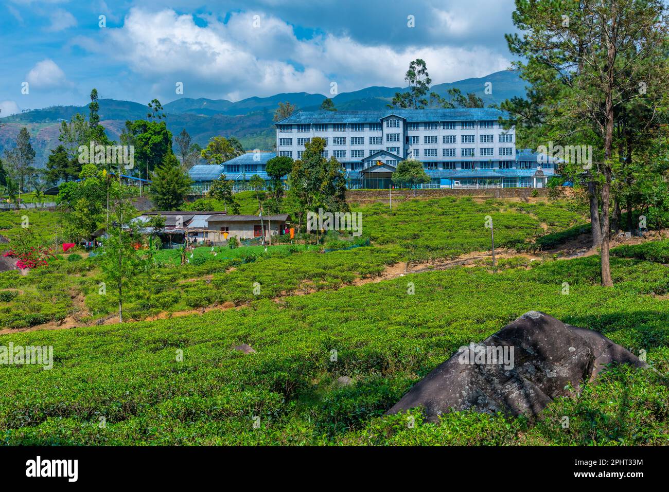 Bluefield tea factory at Sri lanka Stock Photo - Alamy