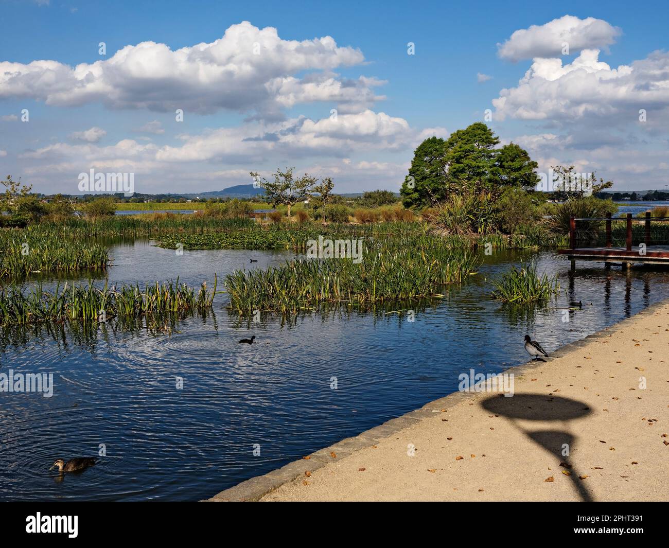 Ballarat Australia / The Swan Pool at Lake Wendouree Stock Photo - Alamy