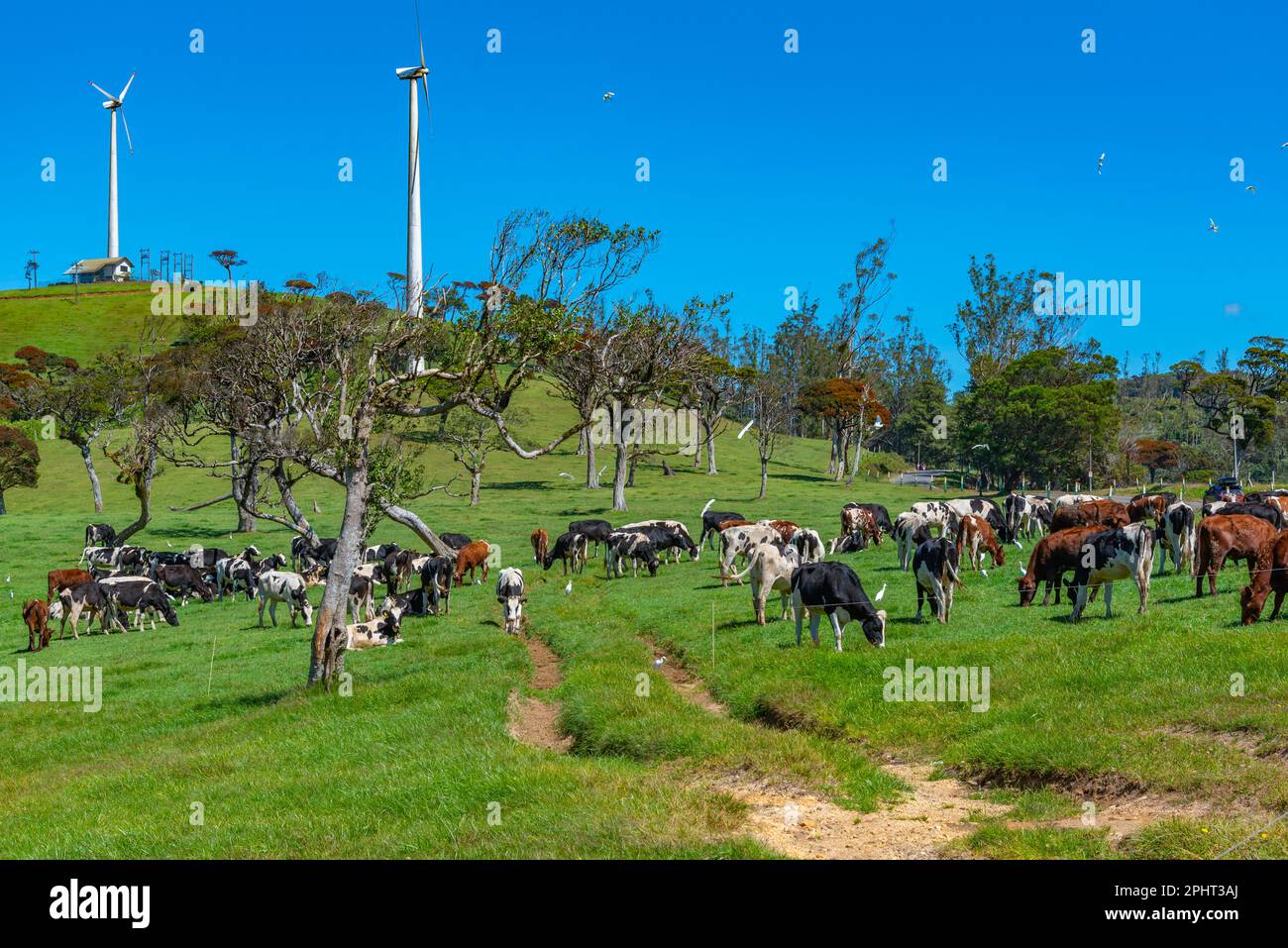 Cows grazing under wind turbines at highlands in Sri Lanka Stock Photo ...