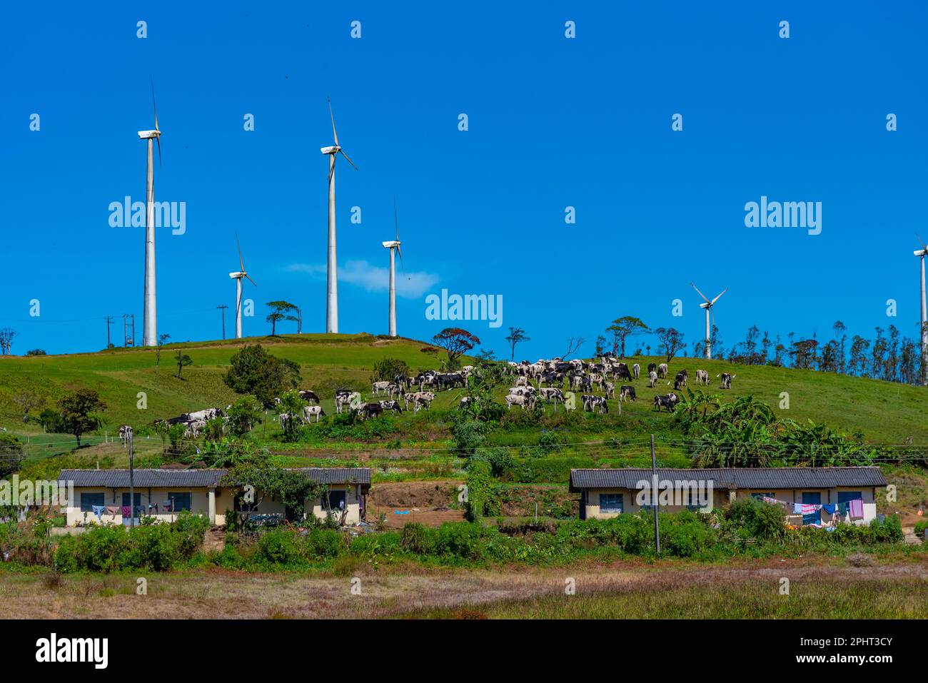 Cows grazing under wind turbines at highlands in Sri Lanka Stock Photo ...
