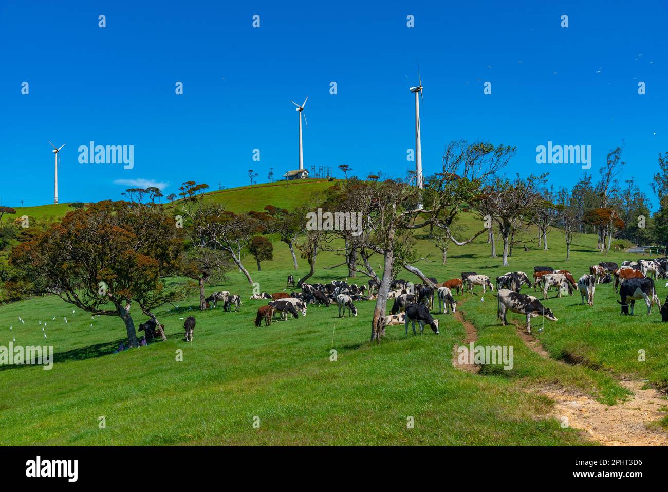 Cows grazing under wind turbines at highlands in Sri Lanka Stock Photo ...