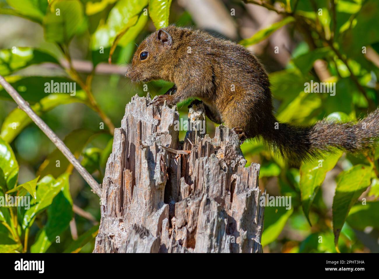 Sri Lanka Dusky striped squirrel at Horton Plains national park at Sri ...