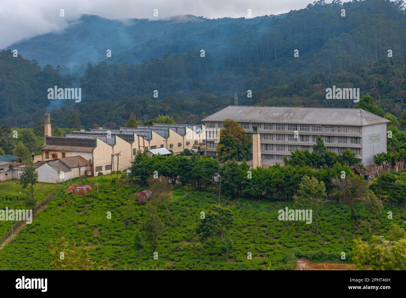 Pedro tea estate at Nuwara Eliya, Sri Lanka Stock Photo - Alamy