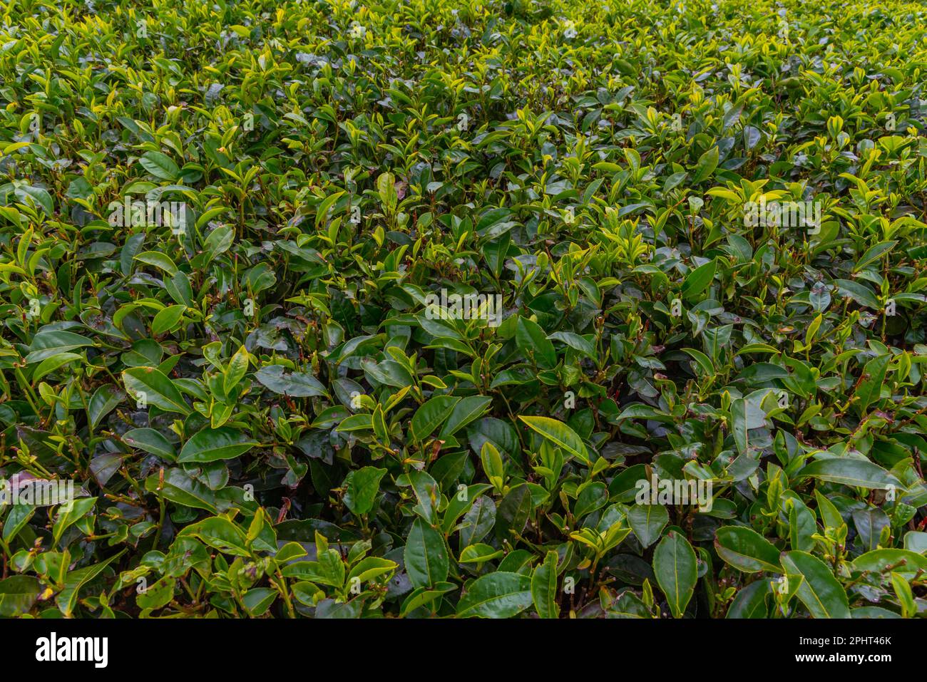 Detail of tea plants at Sri Lanka Stock Photo - Alamy