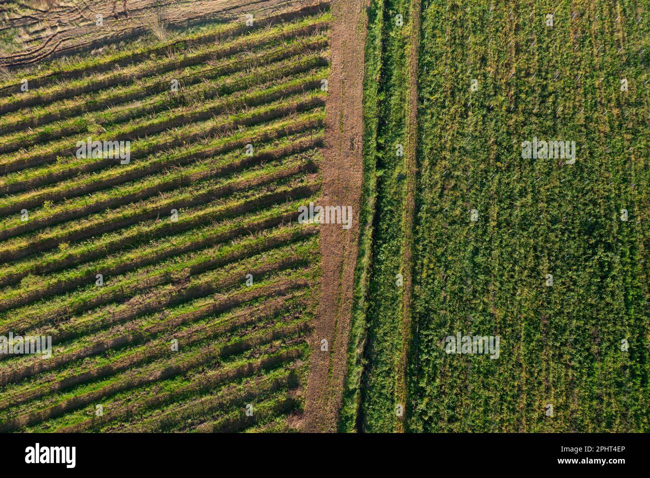 Agricultural field aerial view. Two agricultural field near each other ...