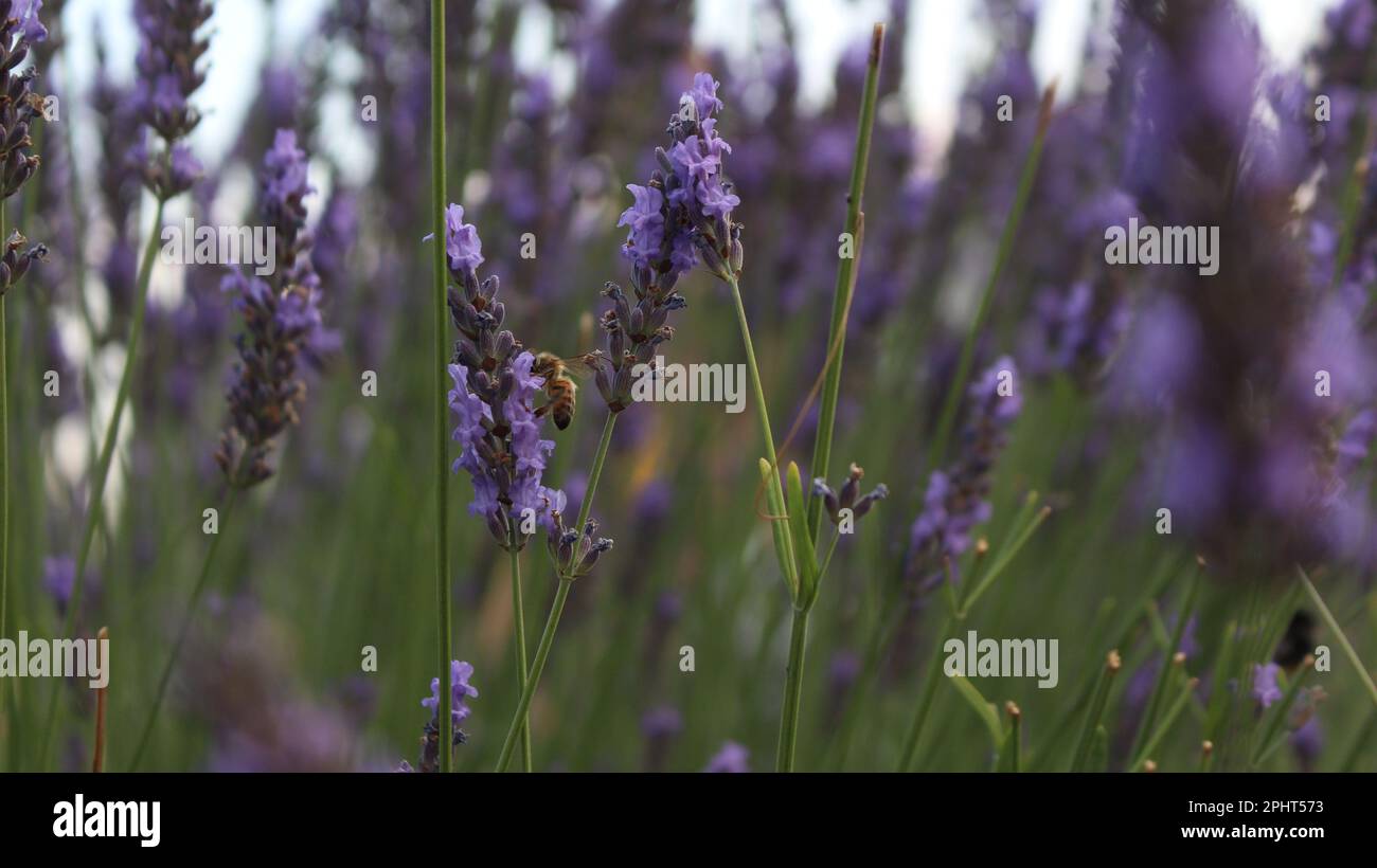 Spring Flowers in Poland Stock Photo - Alamy