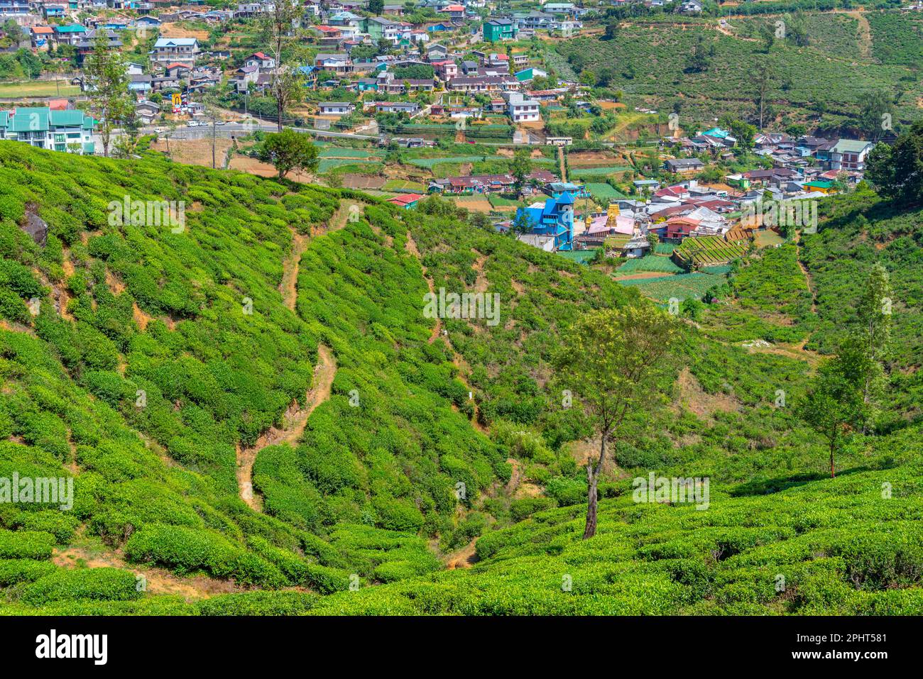 Panorama view of Nuwara Eliya at Sri Lanka Stock Photo - Alamy