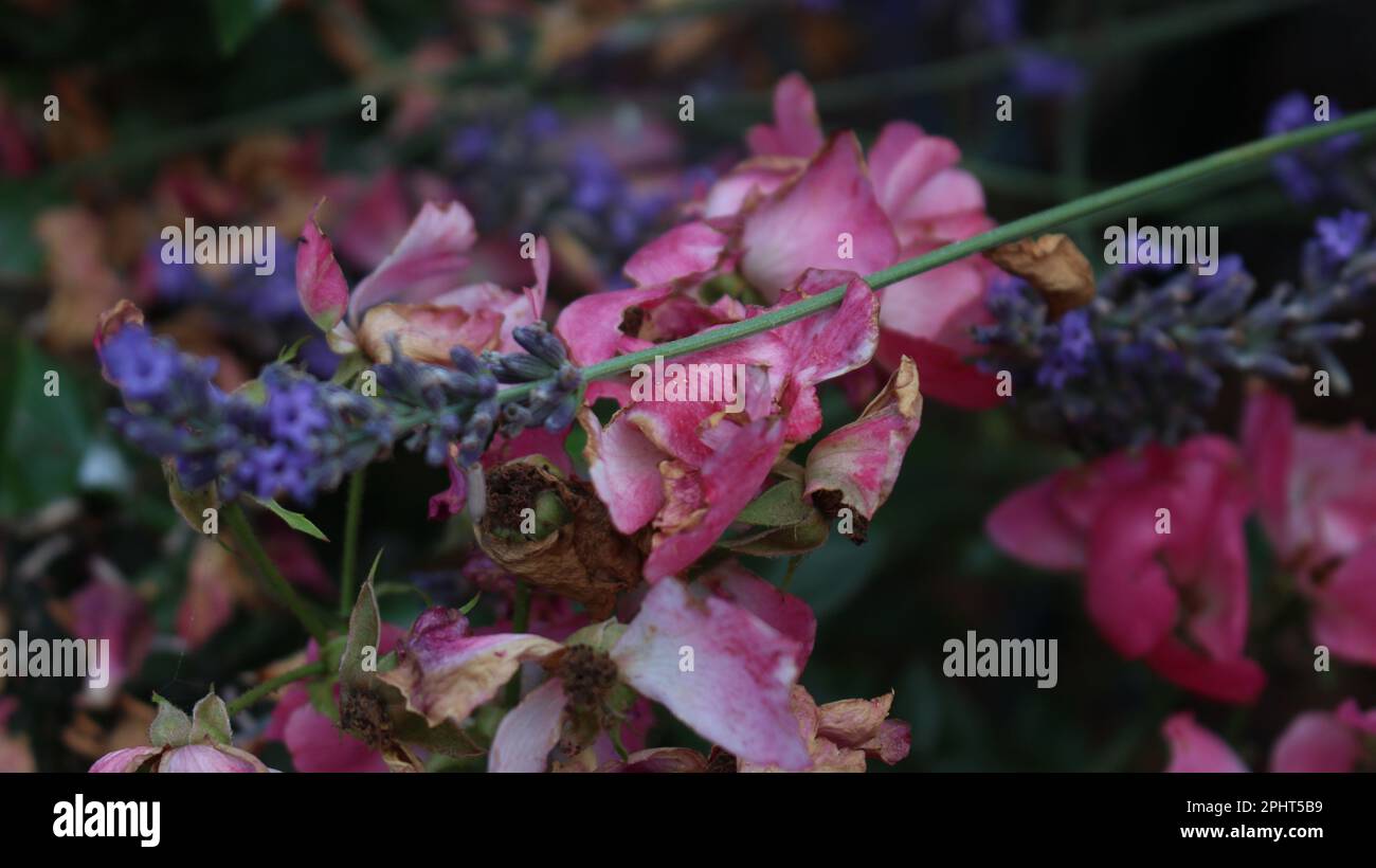 Spring flowers in polish gardens hi-res stock photography and images ...