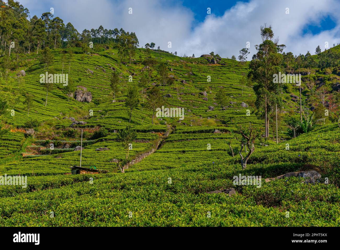 Tea plantations around Lipton's Seat near Haputale, Sri Lanka Stock ...