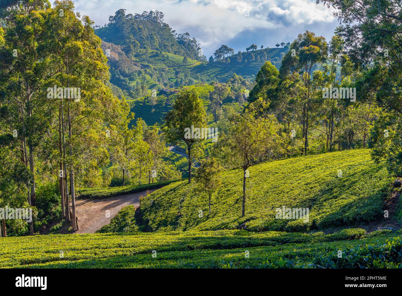 Tea plantations around Lipton's Seat near Haputale, Sri Lanka Stock ...