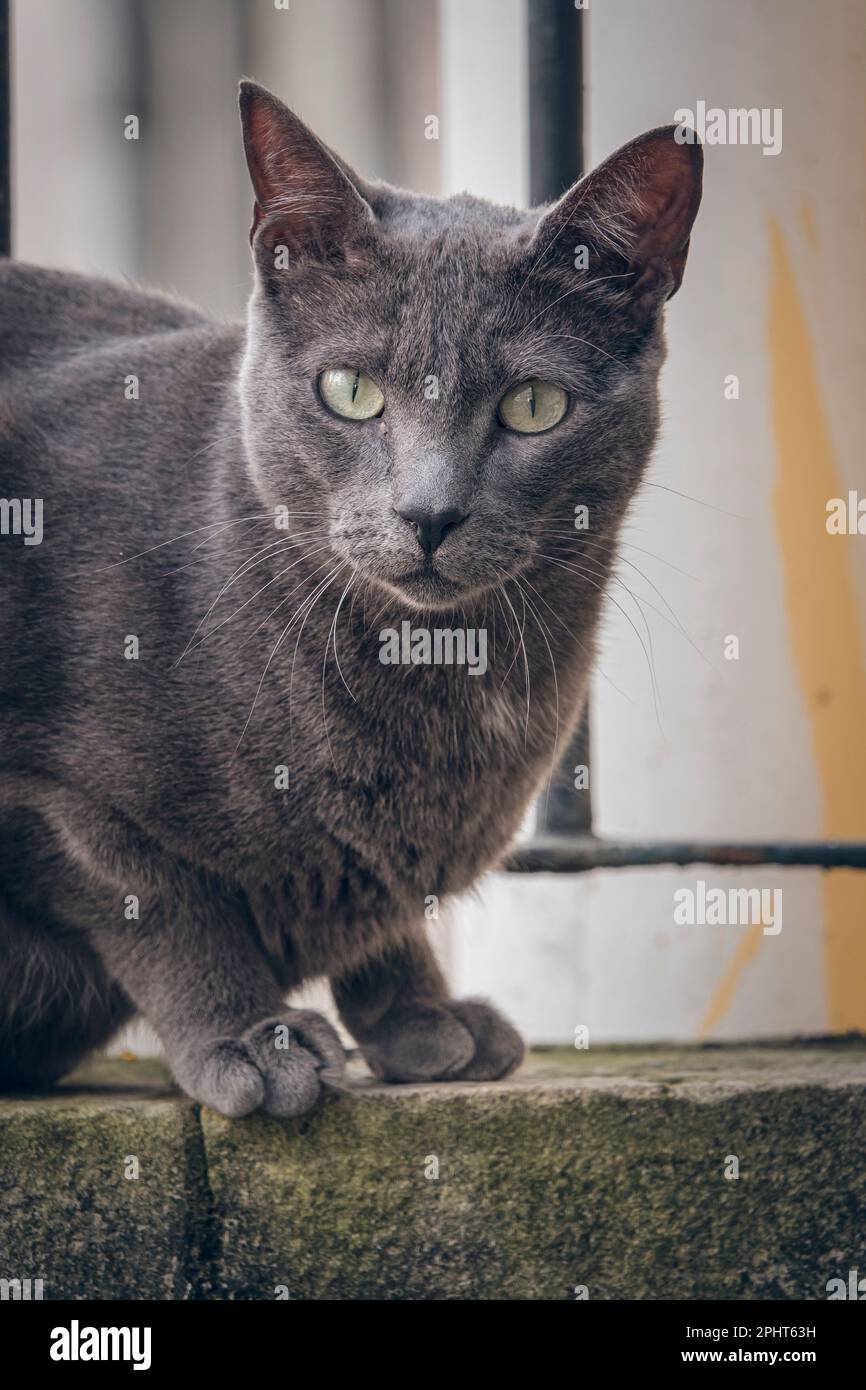 Image of a very pretty cat Stock Photo - Alamy