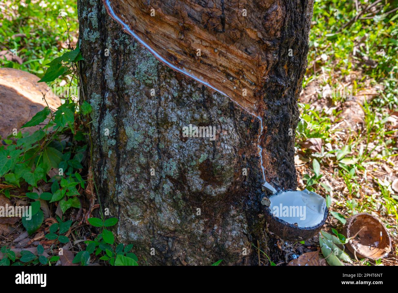 Rubber tree cultivation at Sri Lanka Stock Photo - Alamy