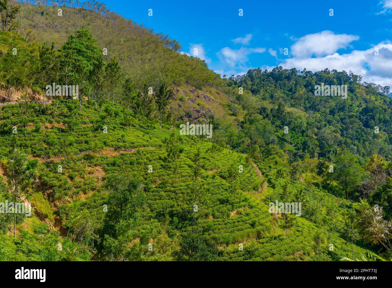 Tea plantations around Ella in Sri Lanka Stock Photo - Alamy