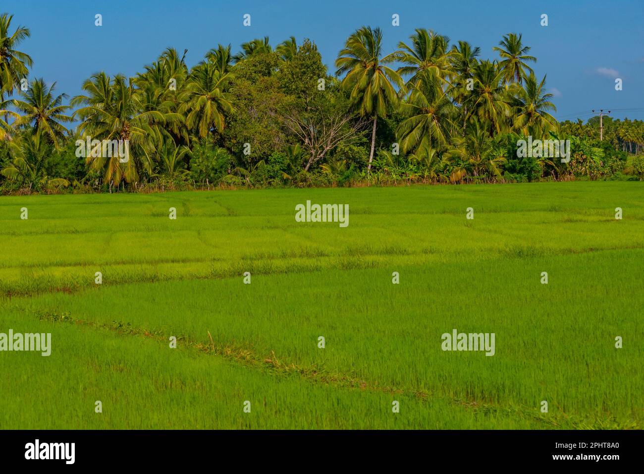 rice fields at Tissamaharama, Sri Lanka during a sunny day Stock Photo ...