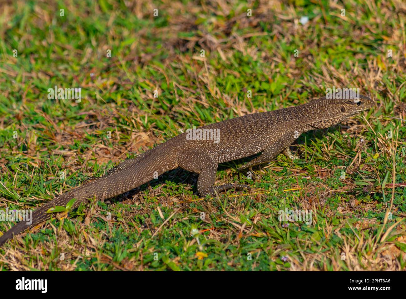 Bengal monitor lizard at Bundala national park in Sri Lanka Stock Photo ...