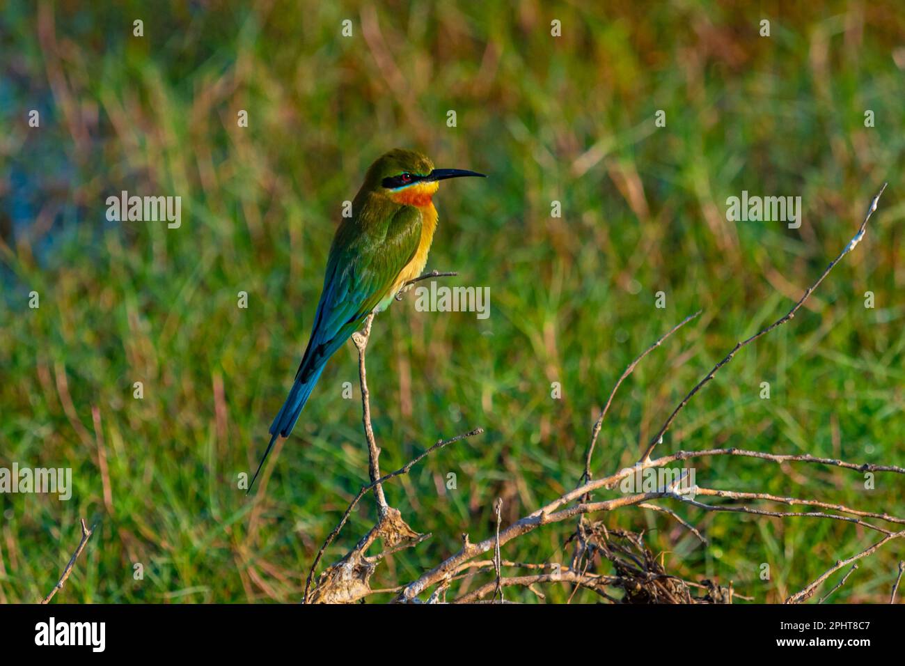 Blue-tailed Bee-eater at Bundala national park in Sri Lanka Stock Photo ...