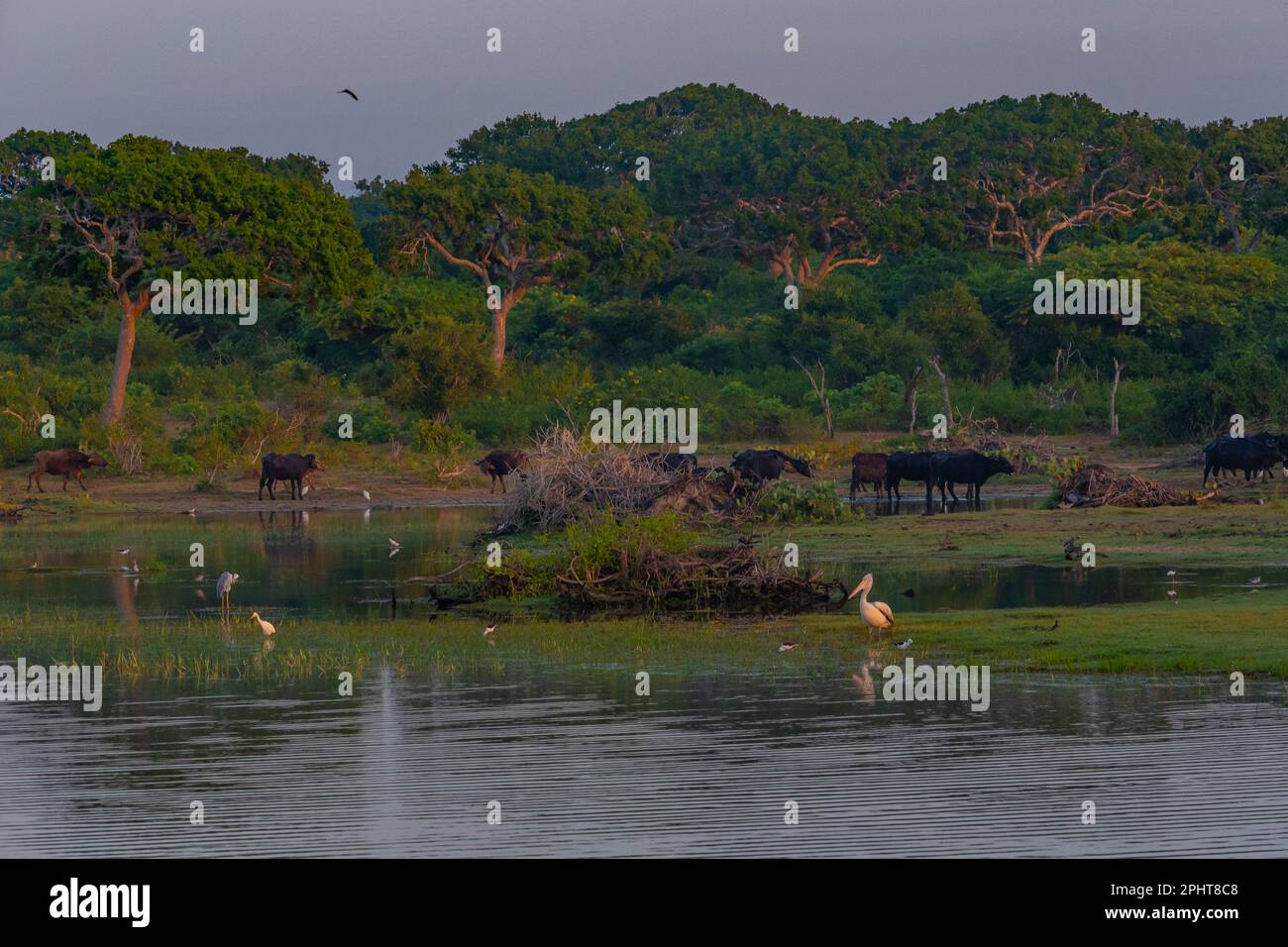Marshes at Bundala national park in Sri Lanka Stock Photo - Alamy