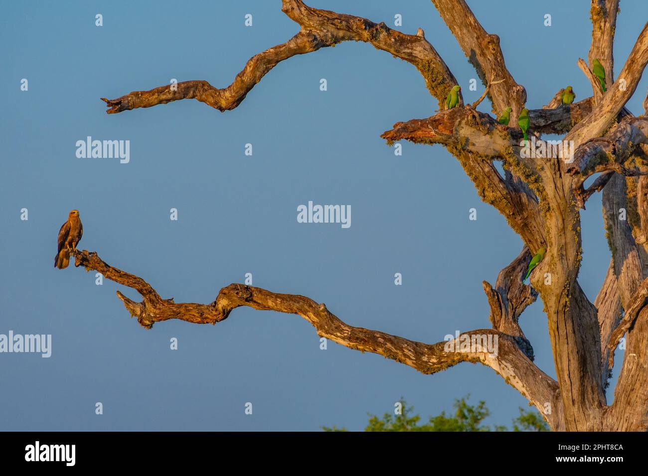 Marshes at Bundala national park in Sri Lanka Stock Photo - Alamy