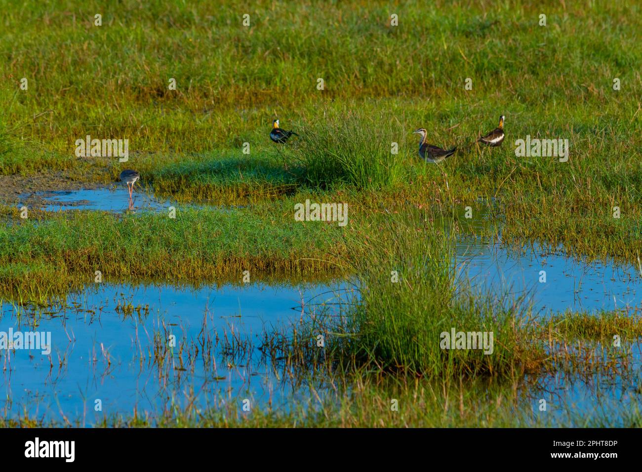 Marshes at Bundala national park in Sri Lanka Stock Photo - Alamy