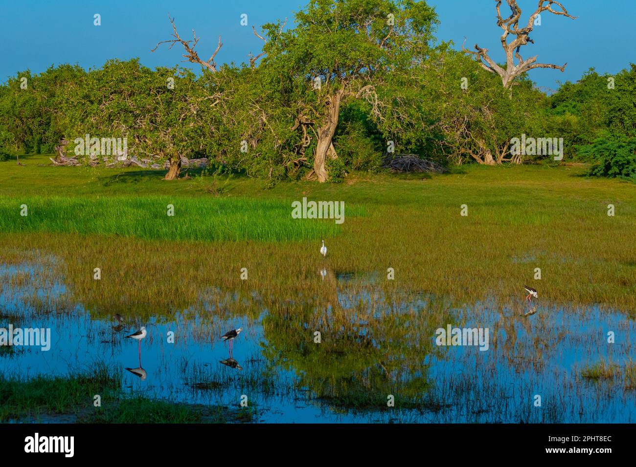 Marshes at Bundala national park in Sri Lanka Stock Photo - Alamy