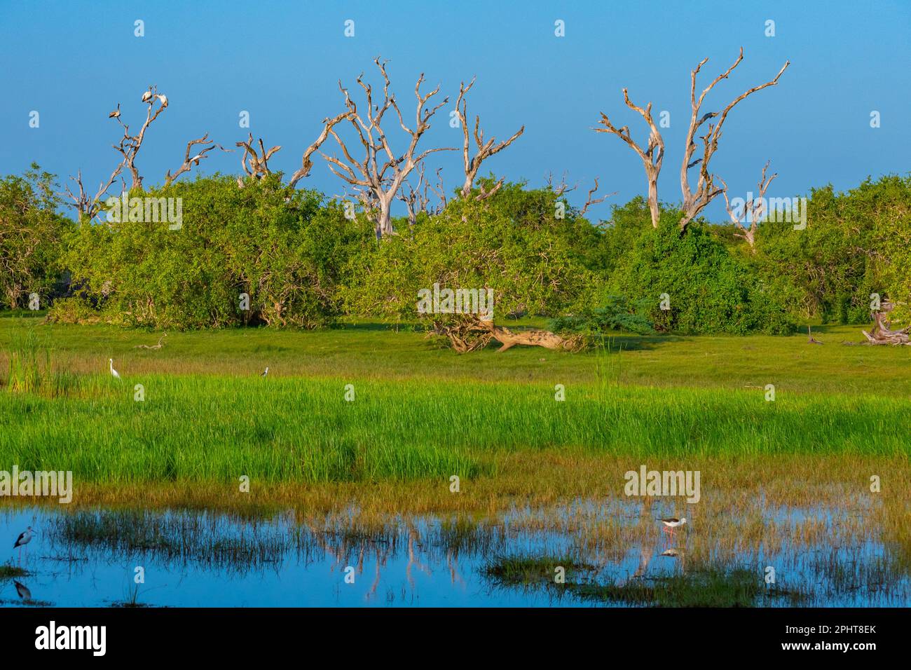 Marshes at Bundala national park in Sri Lanka Stock Photo - Alamy
