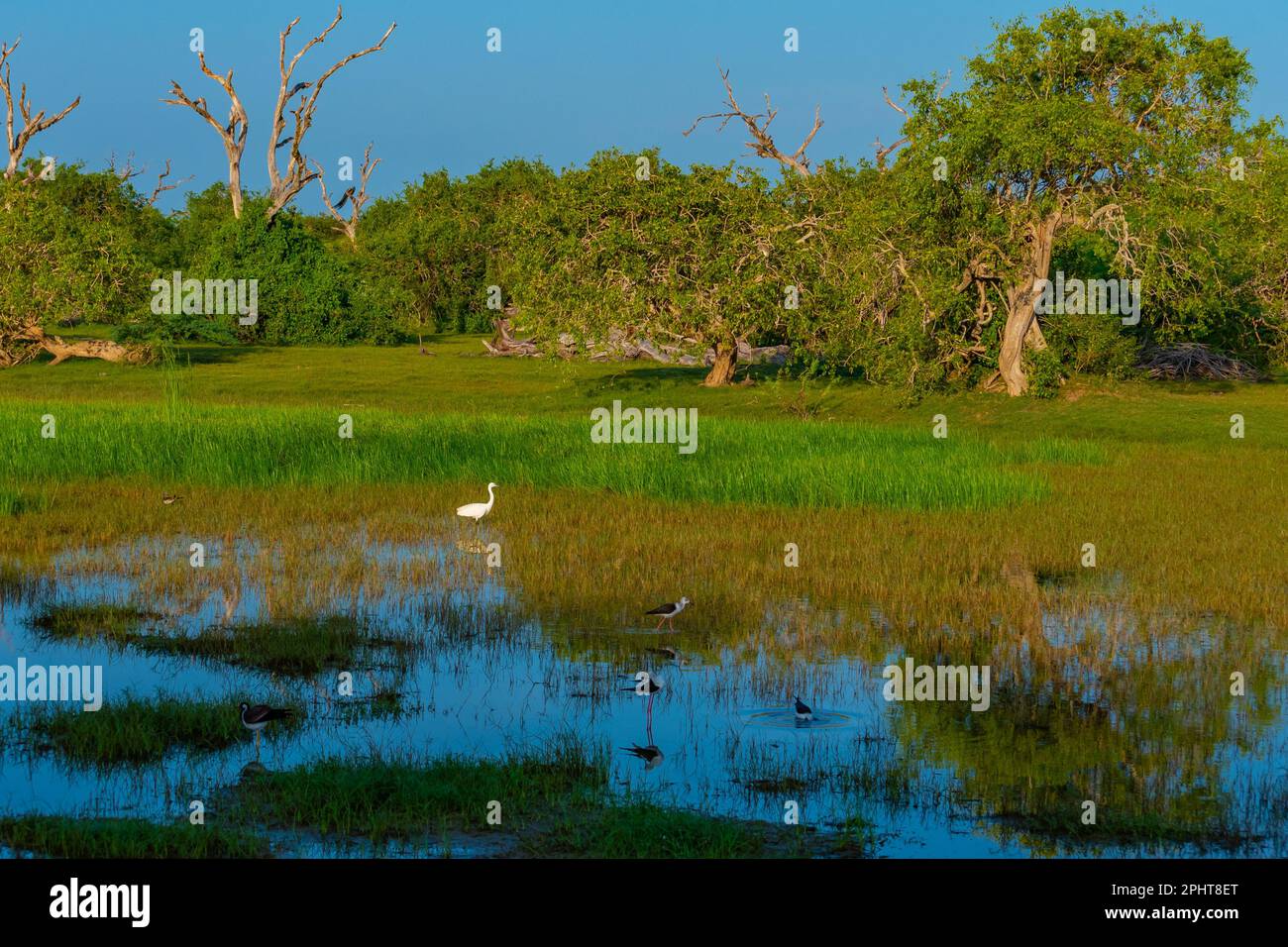 Marshes at Bundala national park in Sri Lanka Stock Photo - Alamy