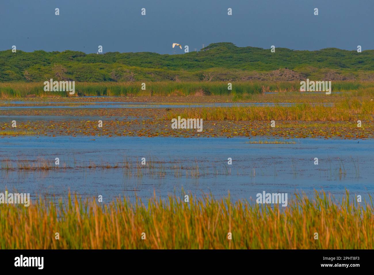 Marshes at Bundala national park in Sri Lanka Stock Photo - Alamy