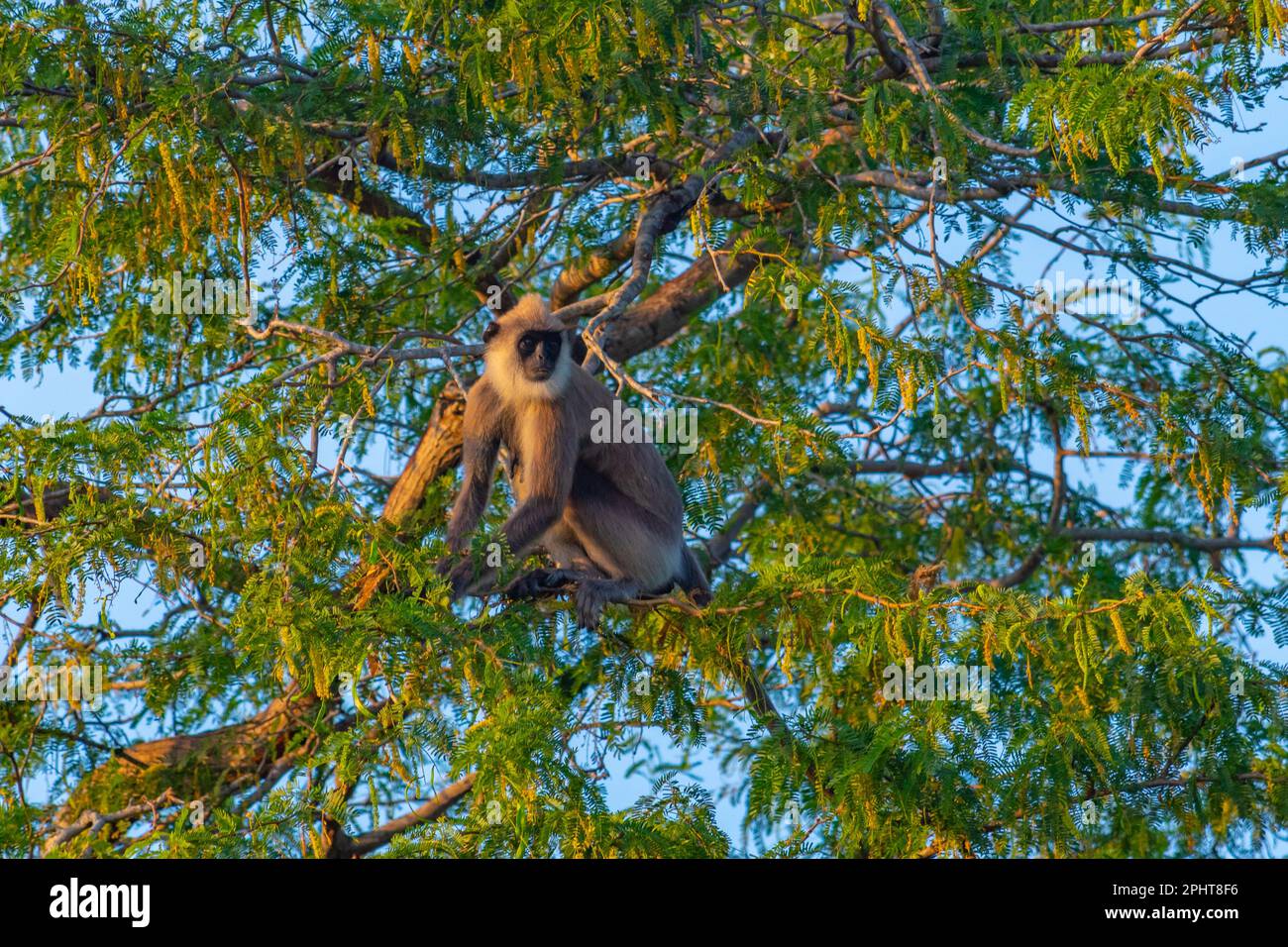 Purple-faced langurs at Bundala national park in Sri Lanka Stock Photo ...