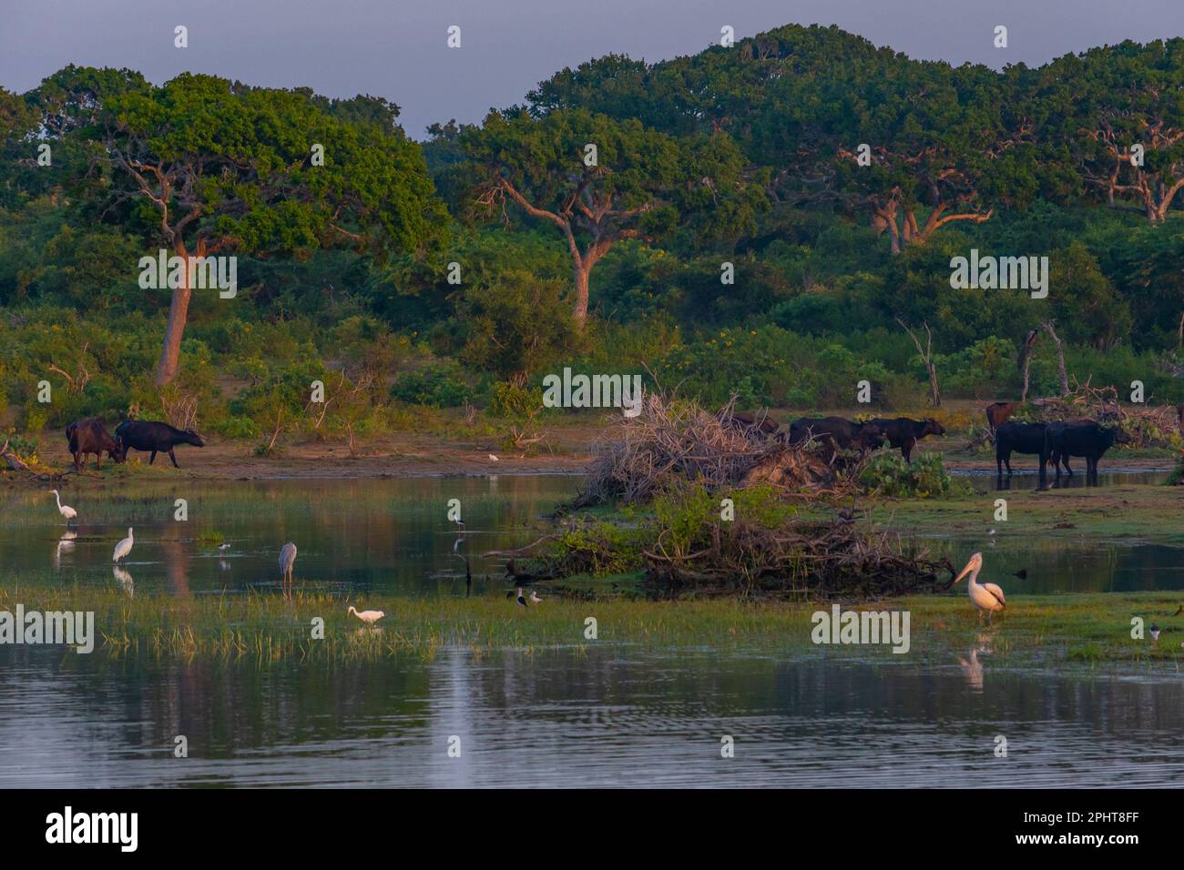 Marshes at Bundala national park in Sri Lanka Stock Photo - Alamy