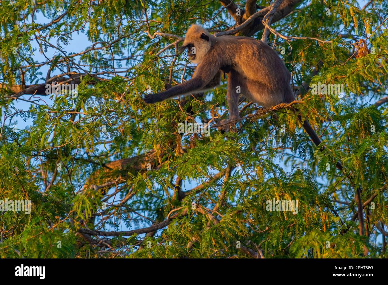 Sri lankan purple faced langur hi-res stock photography and images - Alamy