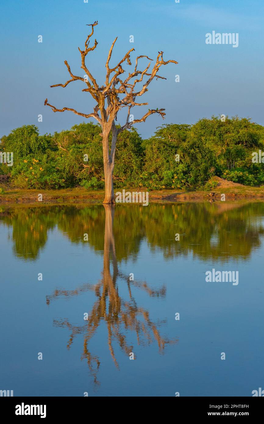 Marshes at Bundala national park in Sri Lanka Stock Photo - Alamy